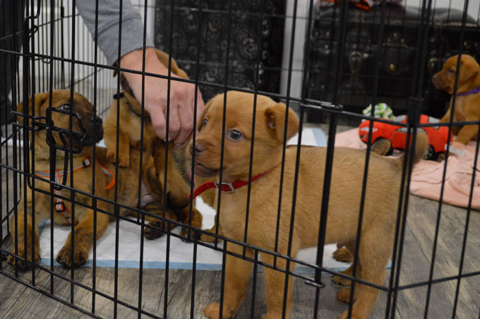 Pups For Vets Open House – Hair Studio 1208